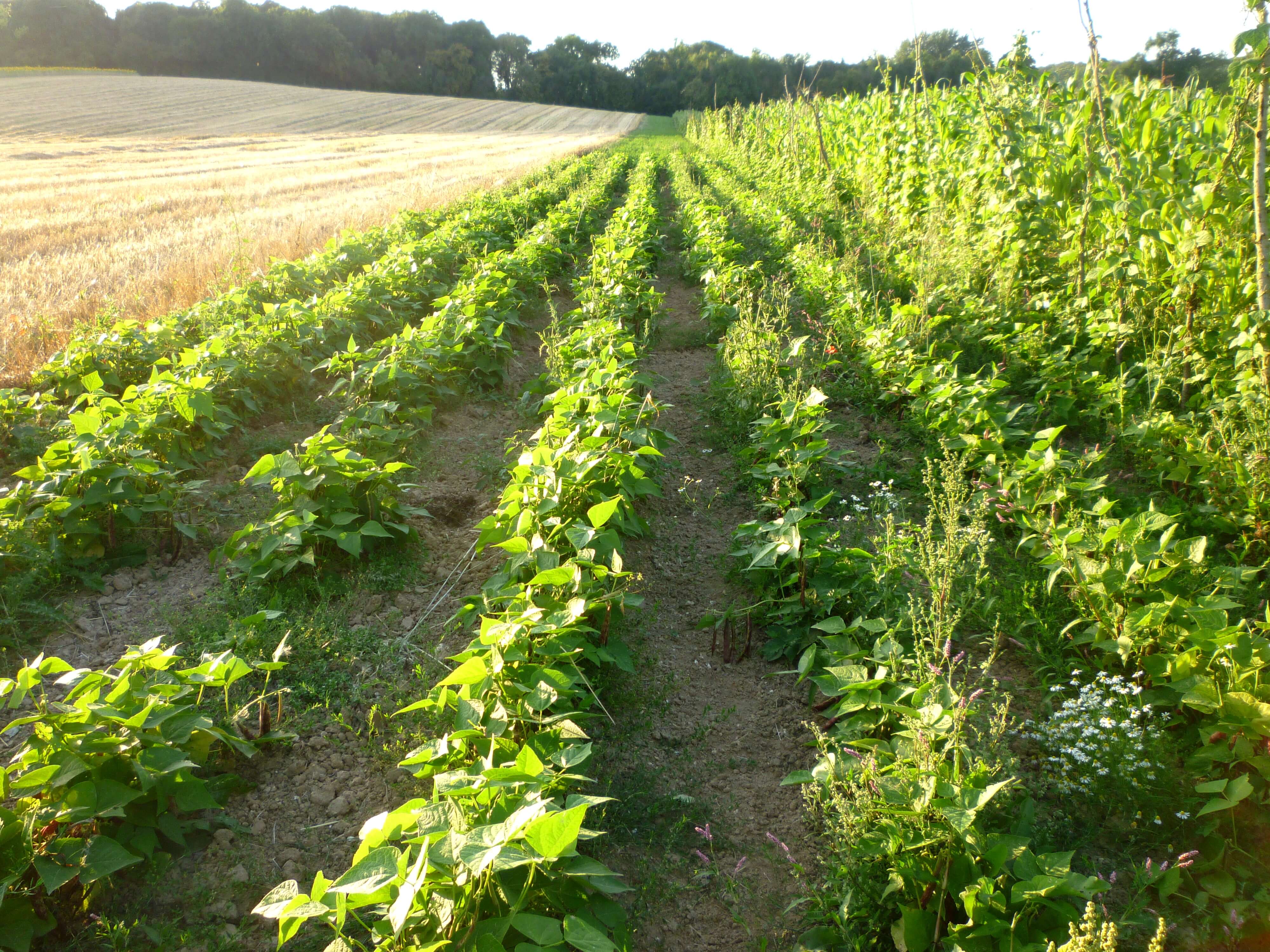 variétés-haricots (2)
